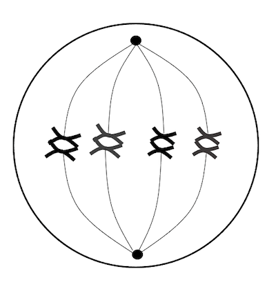 DP IB SL Biology Quiz – Continuity & Change - Exam Papers Practice For ...